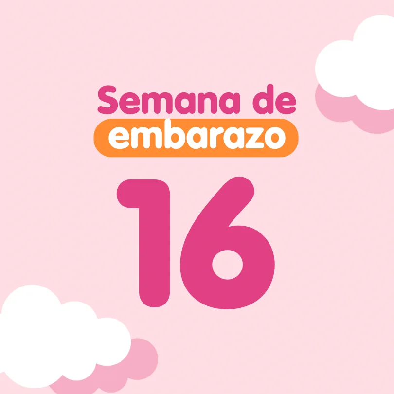 Semana 16 de embarazo - Aprende con Gestar con amor