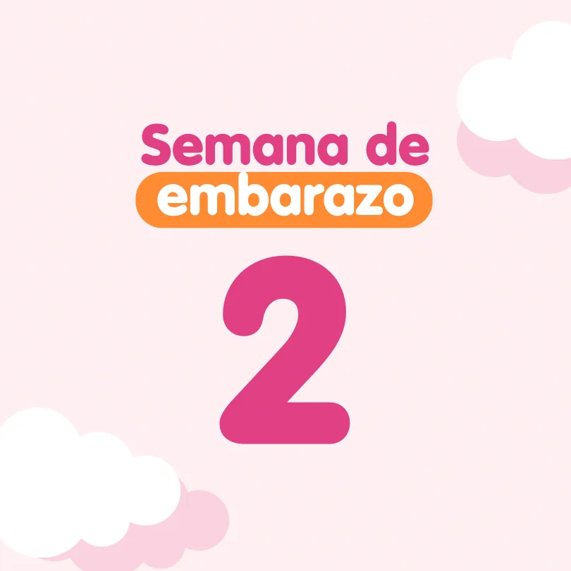Semana 2 de embarazo - Aprende con Gestar con amor