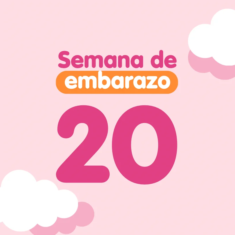 Semana 20 de embarazo - Aprende con Gestar con amor