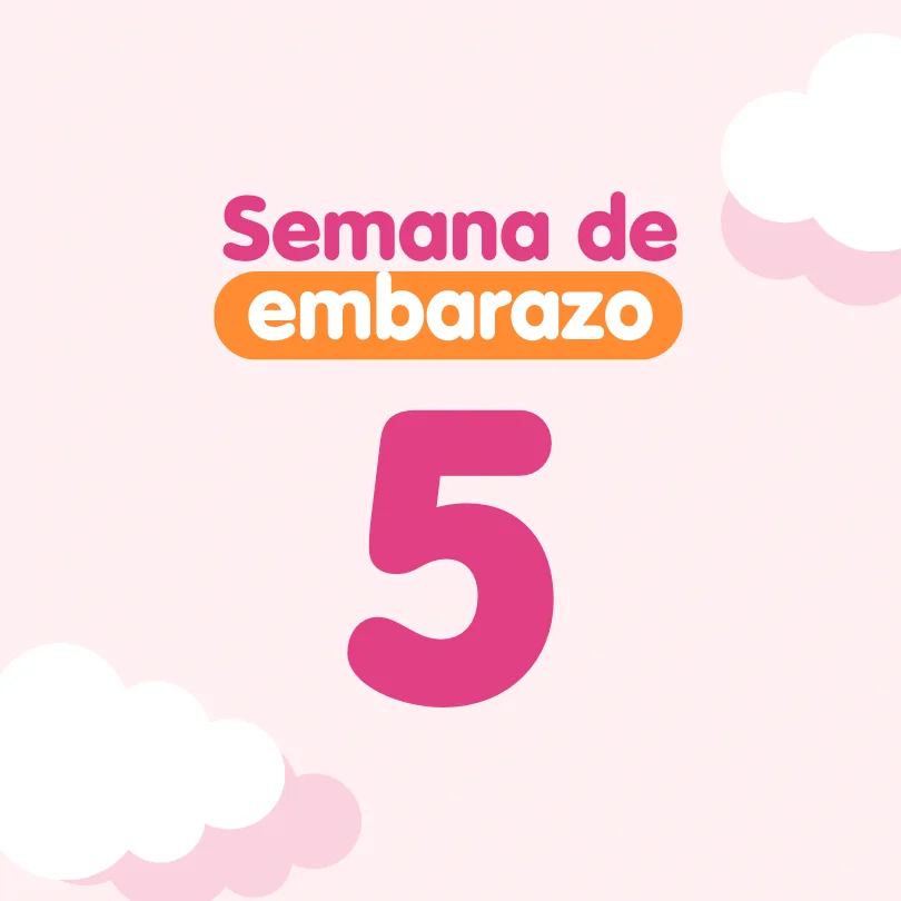 Semana 5 de embarazo - Aprende con Gestar con amor