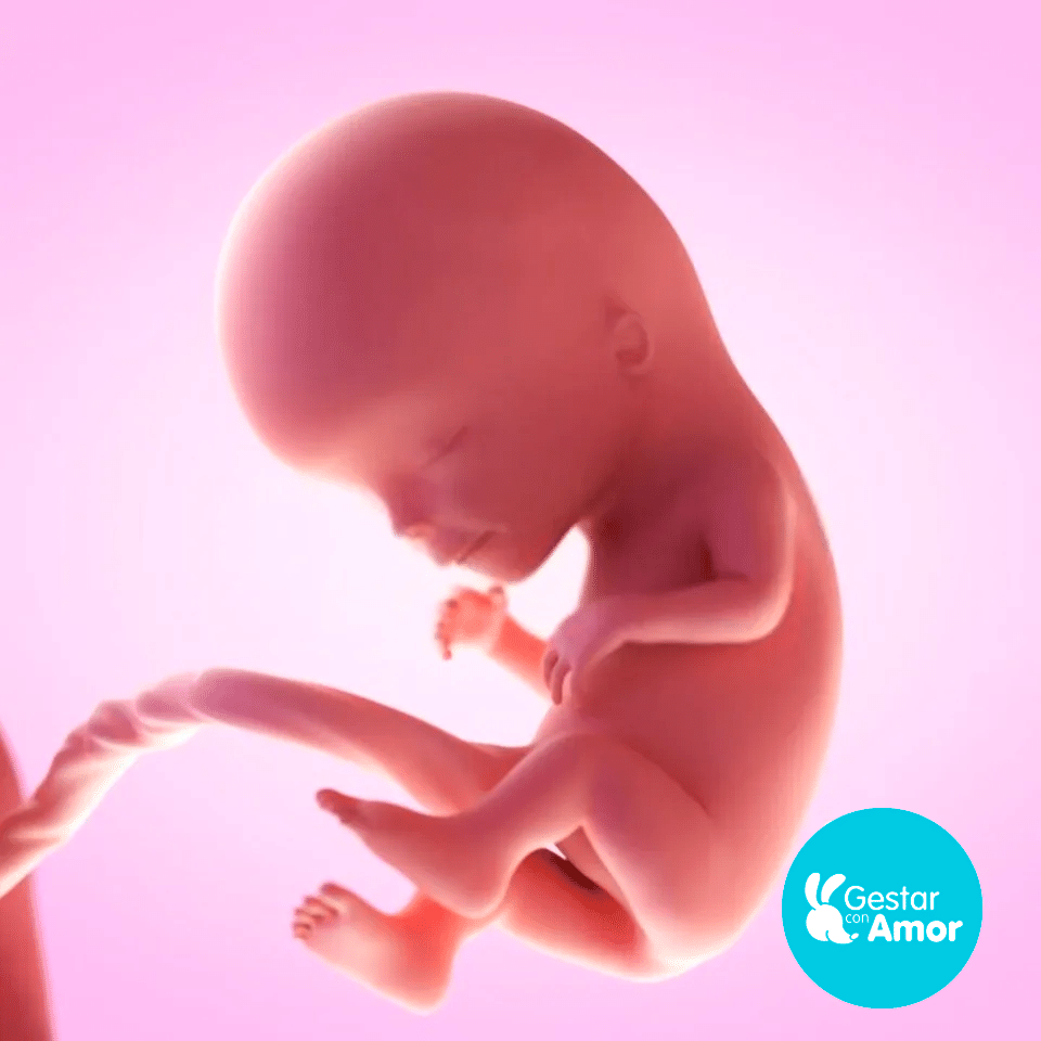 Semana 12 de embarazo - Aprende con Gestar con amor